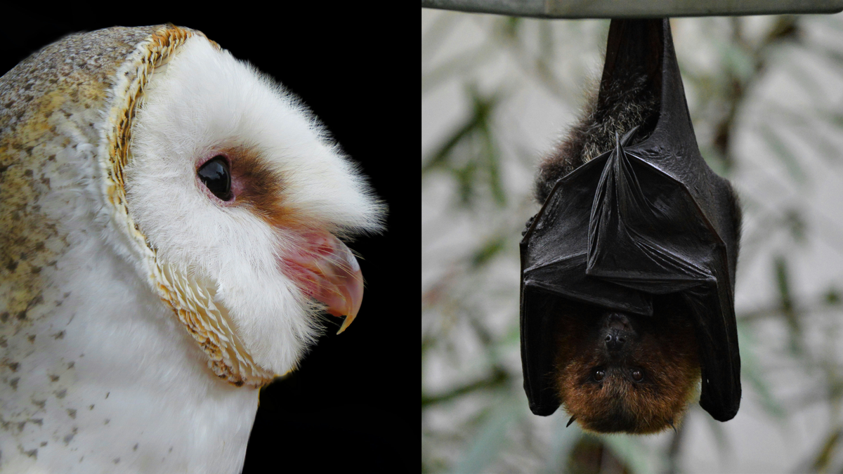 Nighttime Nature Heroes: How Owls & Bats Help Our Ecosystems (and Why ...