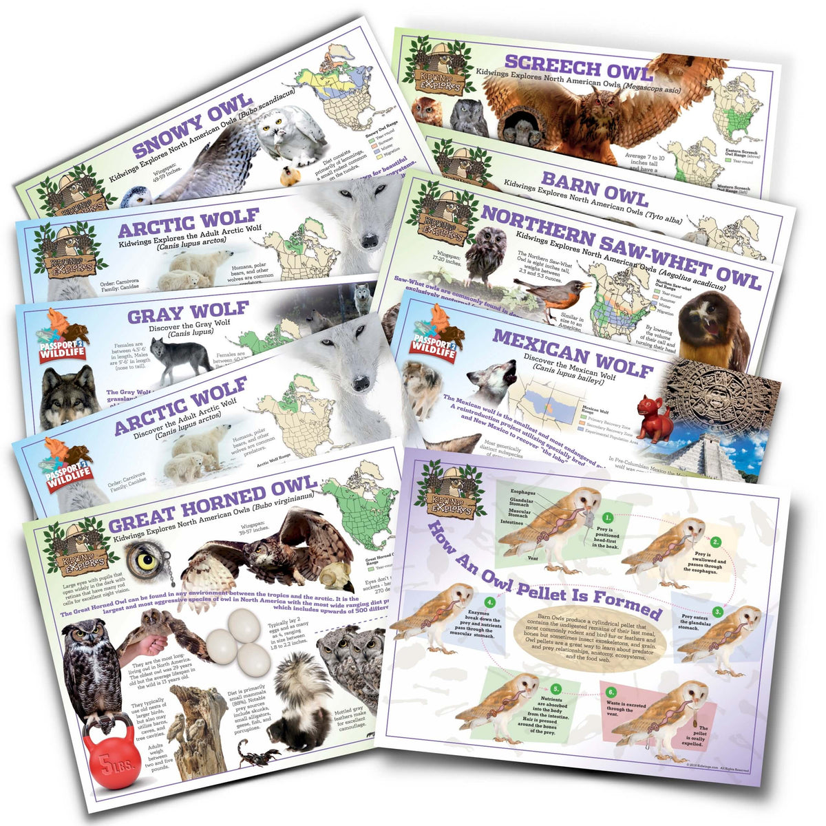 Wildlife Posters That Inspire! – Owl Brand Discovery Kits