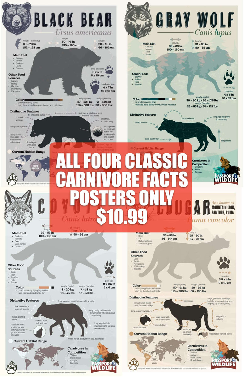 Close out on Classic Carnivore Facts Poster Set of 4 – Owl Brand ...
