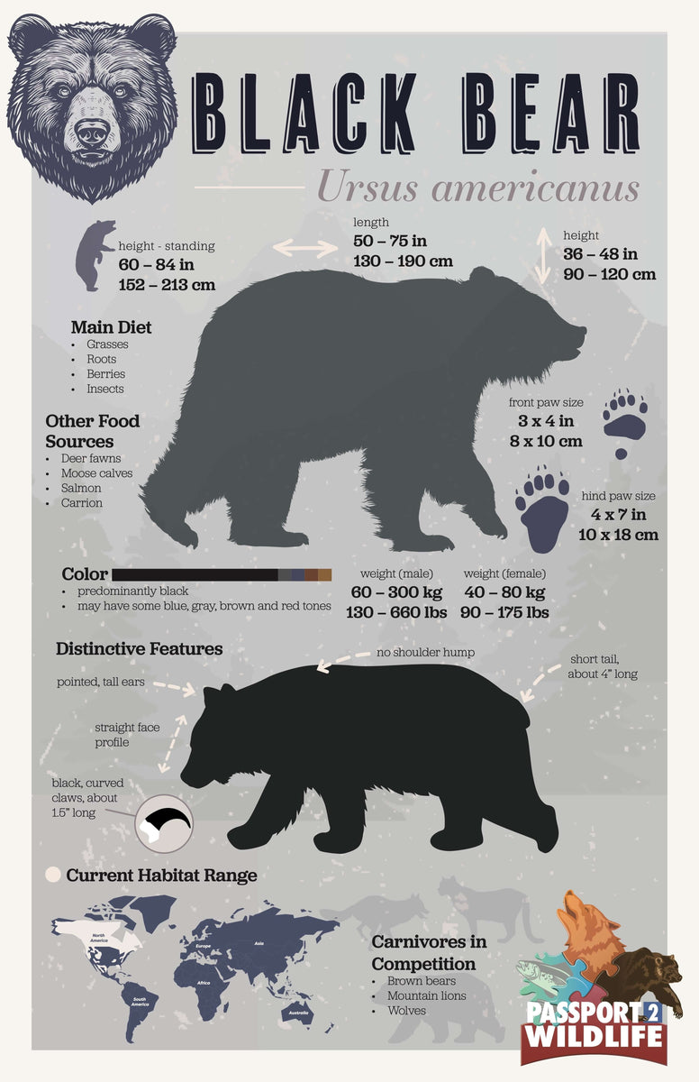 Black Bear Facts 11x17 Poster (Discontinued) – Owl Brand Discovery Kits