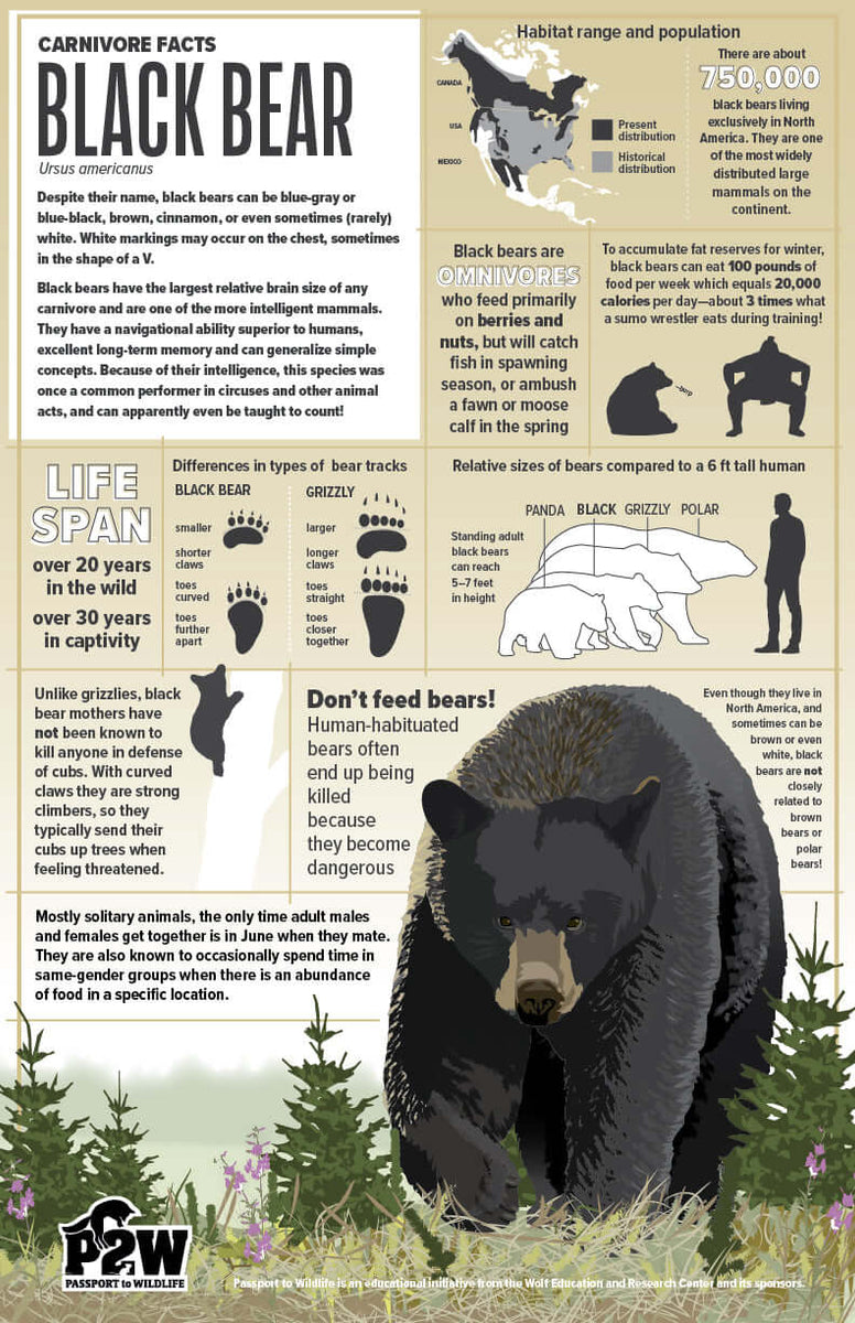 Black Bear Facts 11x17 Poster – Owl Brand Discovery Kits