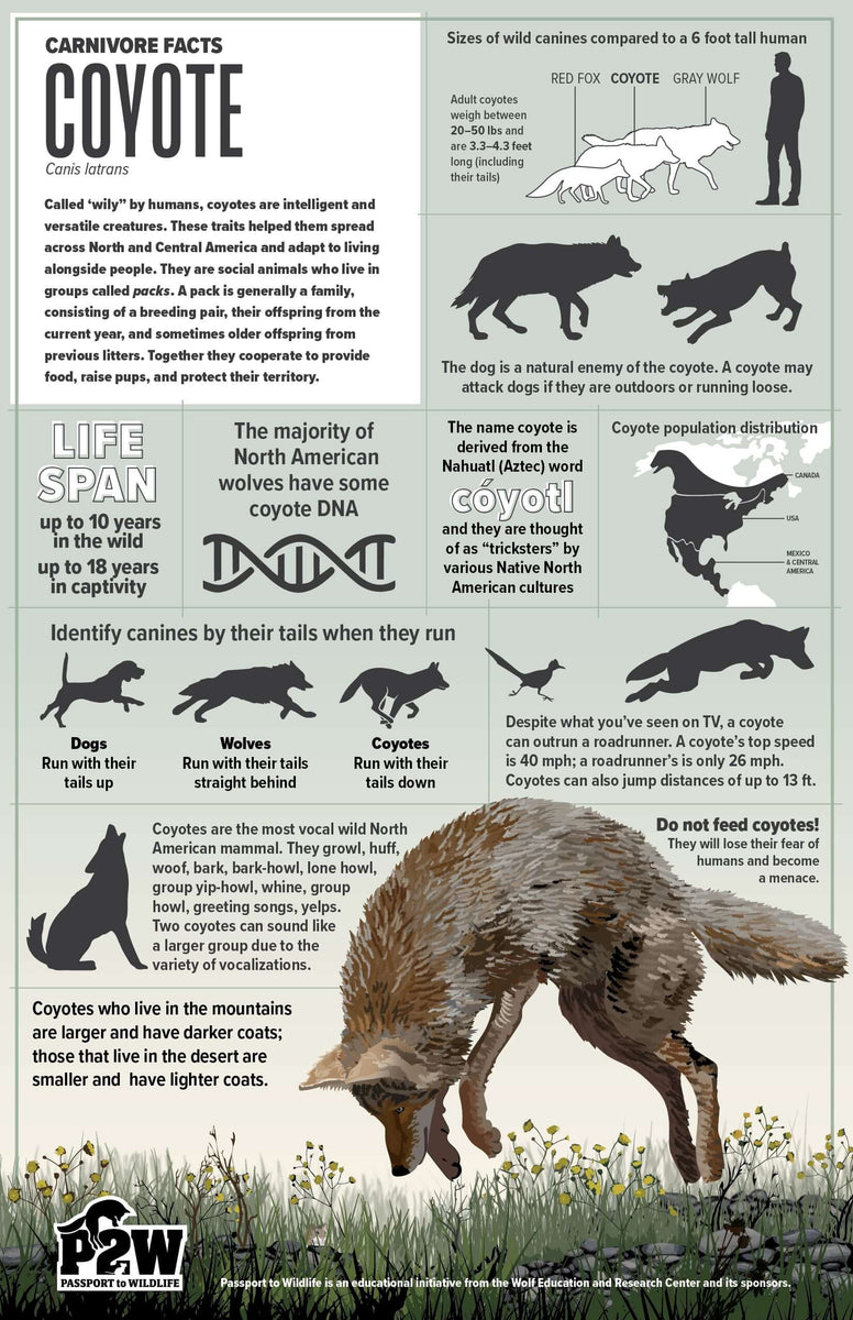 Coyote Facts 11x17 Poster – Owl Brand Discovery Kits