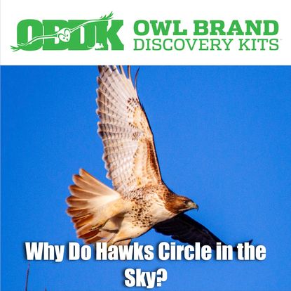 Why Do Hawks Circle in the Sky? – Owl Brand Discovery Kits