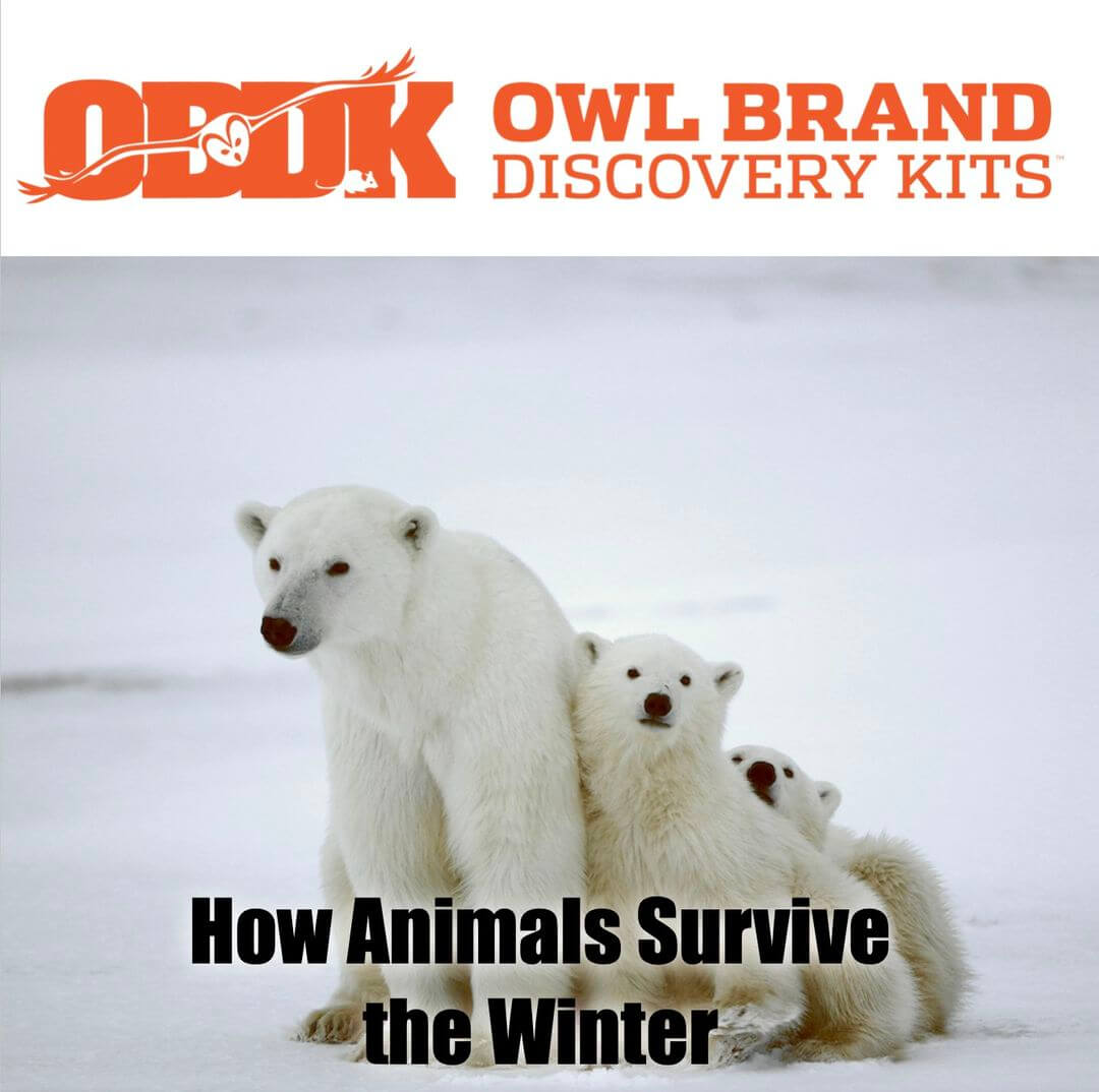 How Animals Survive the Winter – Owl Brand Discovery Kits