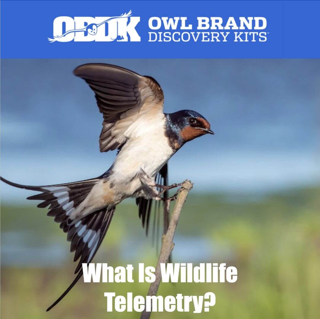 What Is Wildlife Telemetry? – Owl Brand Discovery Kits