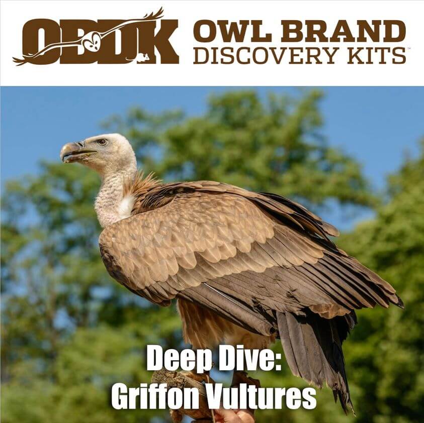 Deep Dive: Griffon Vultures – Owl Brand Discovery Kits