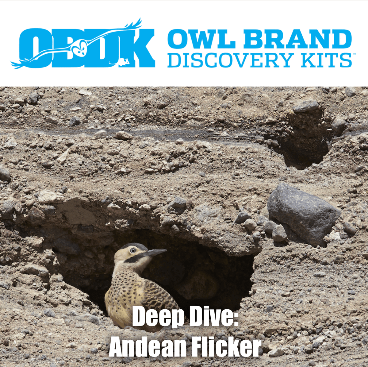 Deep Dive: Andean Flicker – Owl Brand Discovery Kits