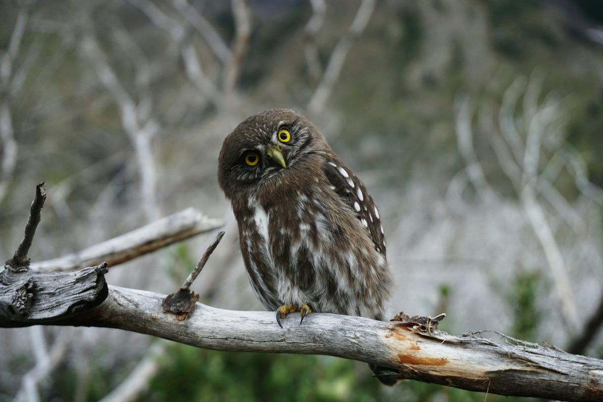 Why Owls Start Calling Before Spring Shows Up – Owl Brand Discovery Kits