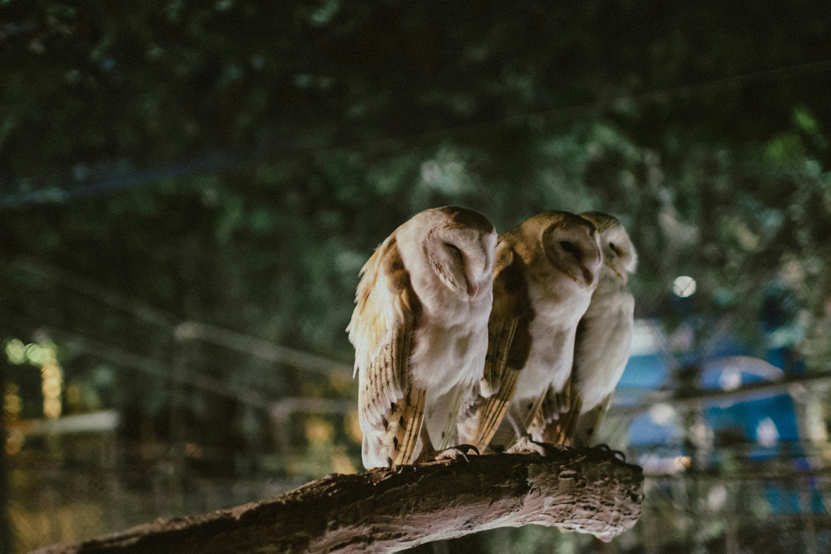 Roosts and Rest: Barn Owl Homes in a Human Landscape – Owl Brand ...