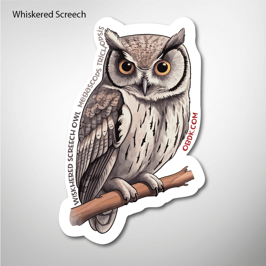 Whiskered Screech Owl 1.95"x3" Vinyl Sticker – Owl Brand Discovery Kits