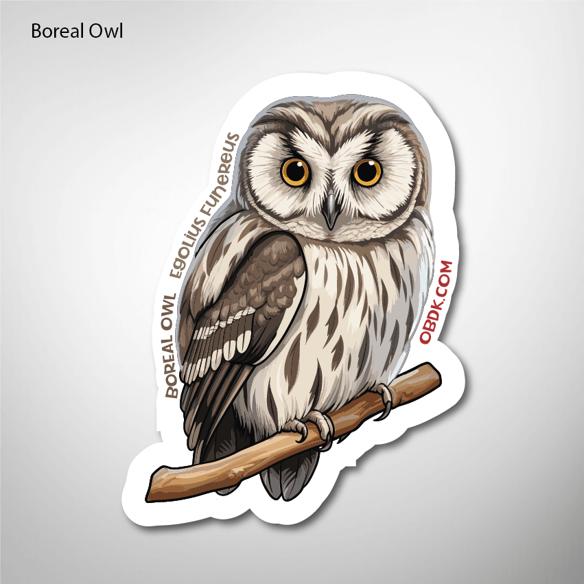 Boreal Owl 2"x2.63 Vinyl Sticker – Owl Brand Discovery Kits