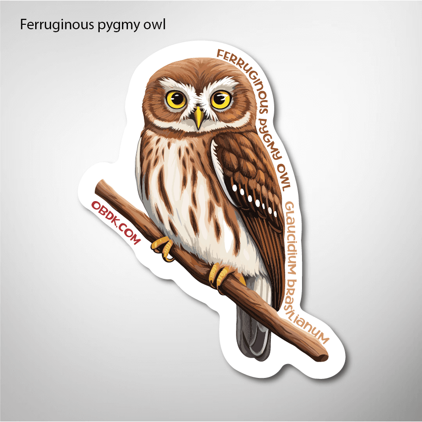 Ferruginous Pygmy Owl 2"x2.51" Vinyl Sticker – Owl Brand Discovery Kits