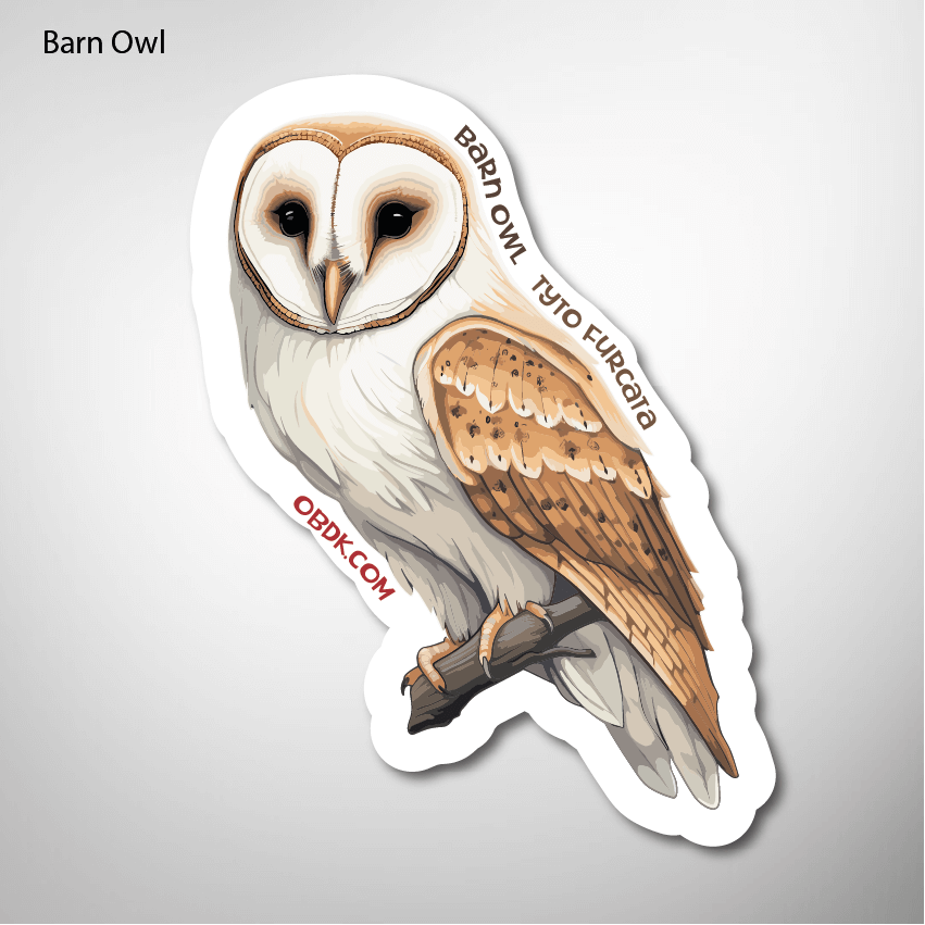 Barn Owl 2"x2.83" Vinyl Sticker – Owl Brand Discovery Kits