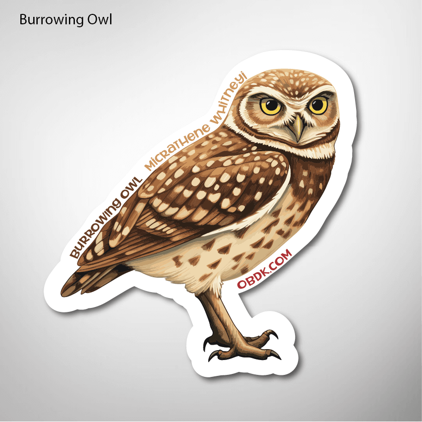 Burrowing Owl 2"x2.09" Vinyl Sticker – Owl Brand Discovery Kits
