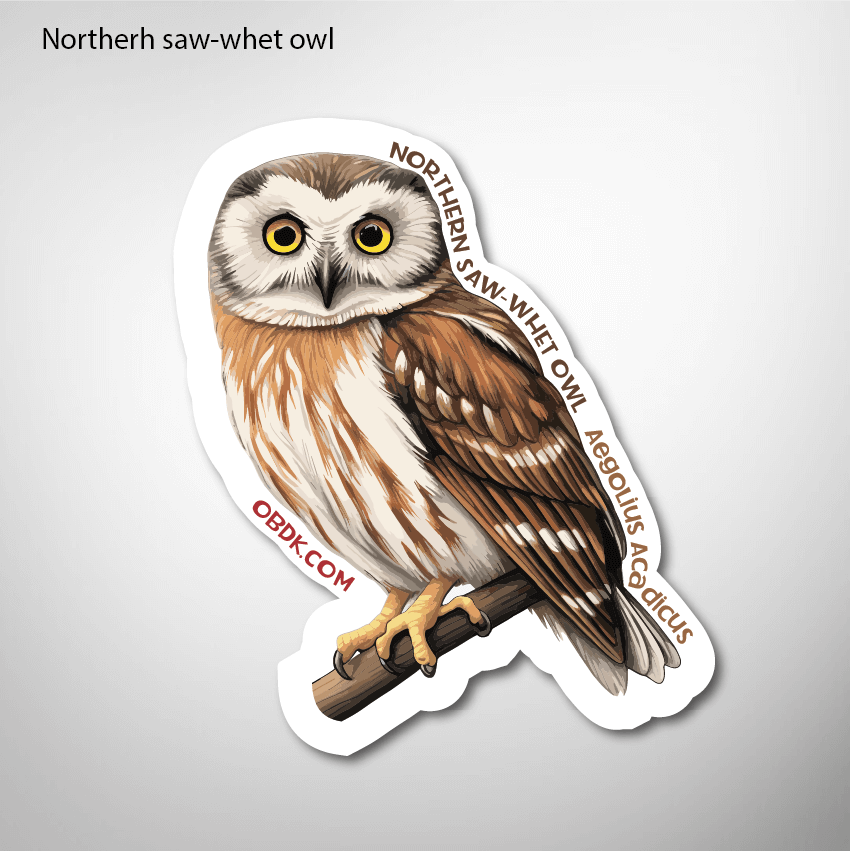 Northern Saw-whet Owl 2"x2.34" Vinyl Sticker – Owl Brand Discovery Kits