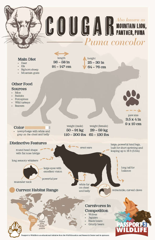 Carnivore Facts: Cougar Poster – Owl Brand Discovery Kits