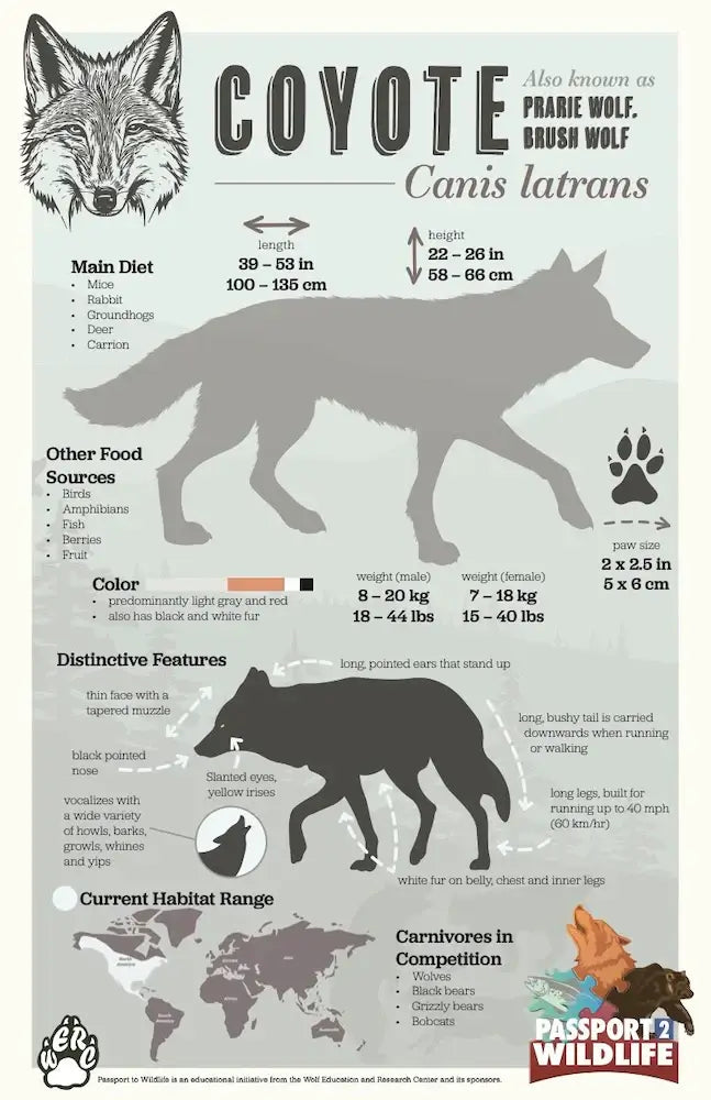 Carnivore Facts: Coyote Poster – Owl Brand Discovery Kits