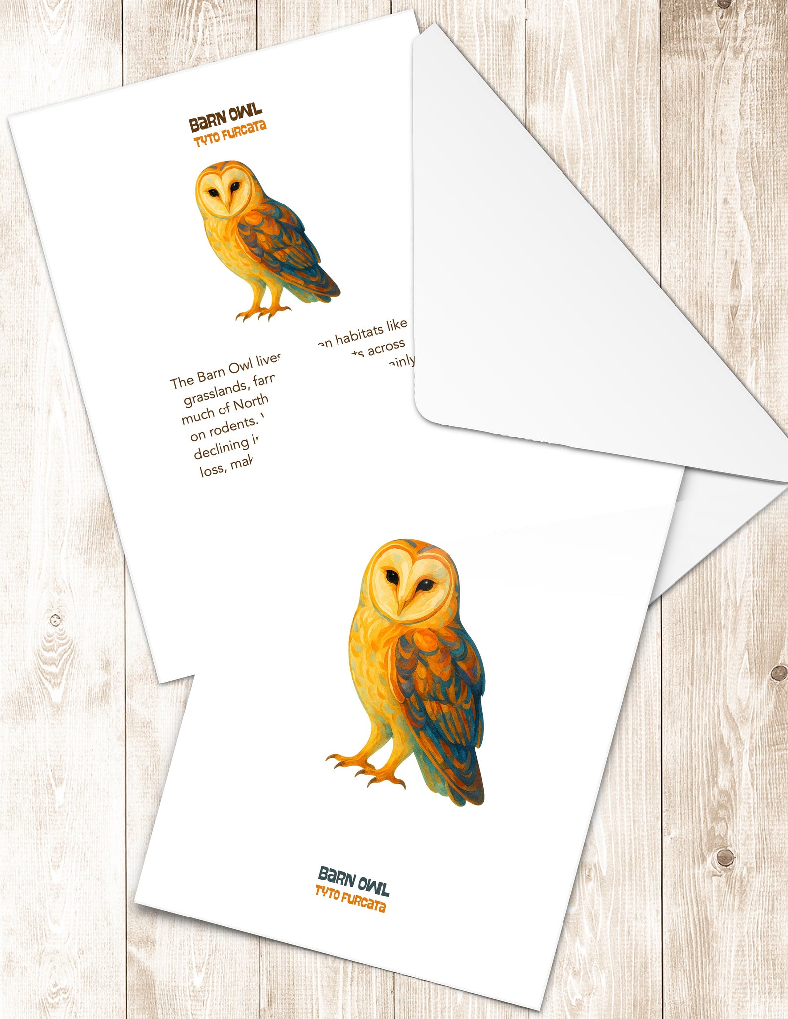 Barn Owl Greeting Cards In 3 Styles – Owl Brand Discovery Kits