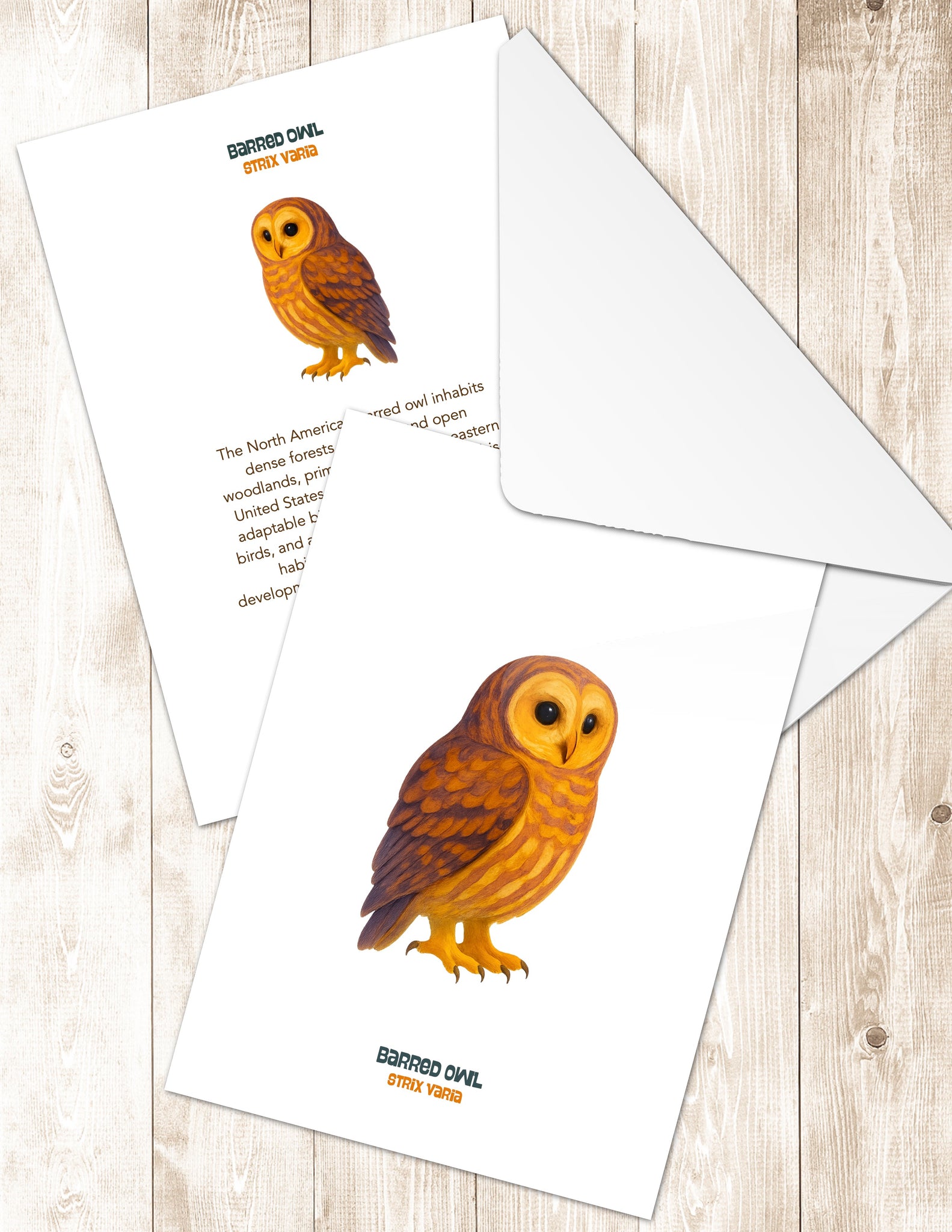 Barred Owl Greeting Cards in 3 Styles – Owl Brand Discovery Kits