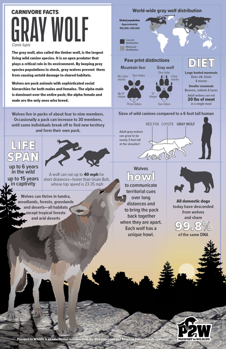 Gray Wolf Facts 11x17 Poster – Owl Brand Discovery Kits