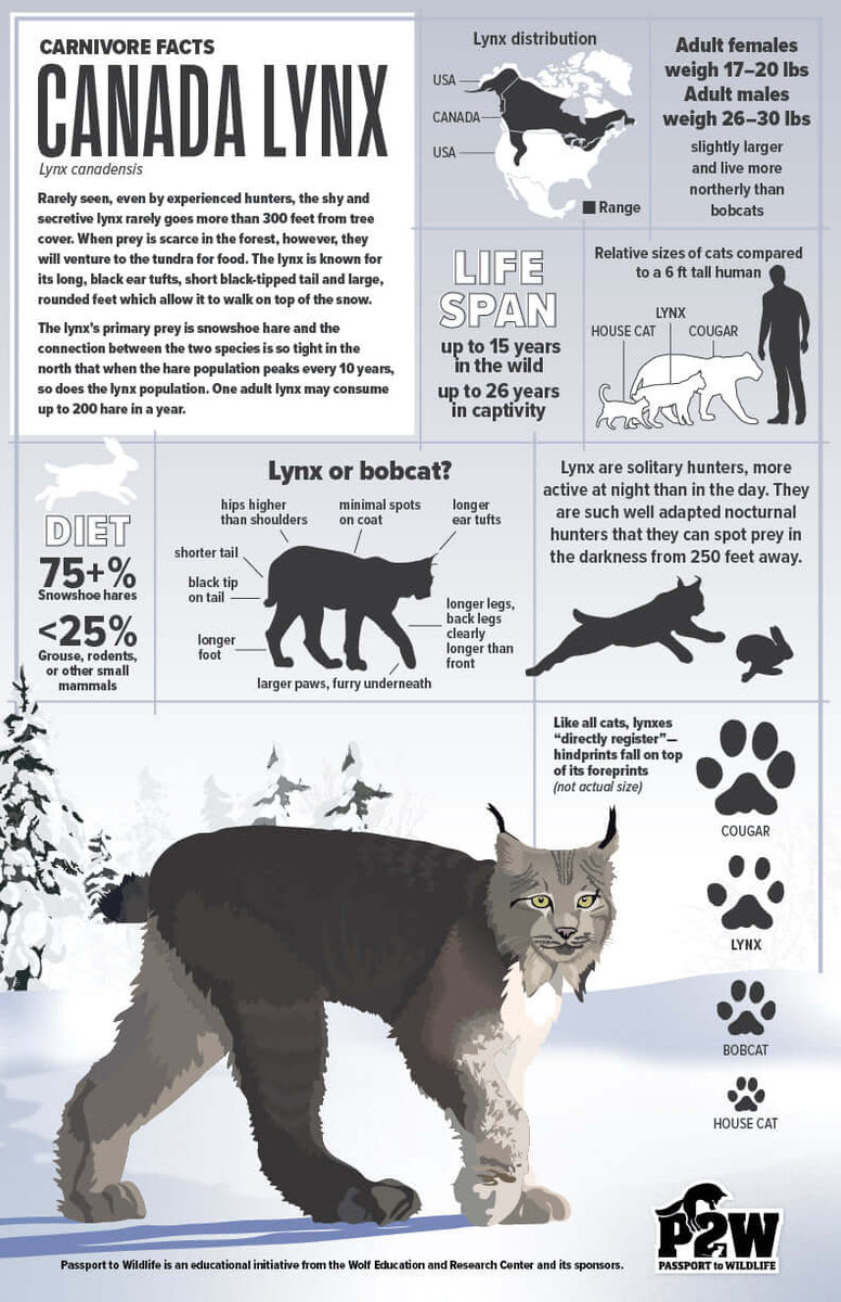 Canada Lynx Facts 11x17 Poster – Owl Brand Discovery Kits