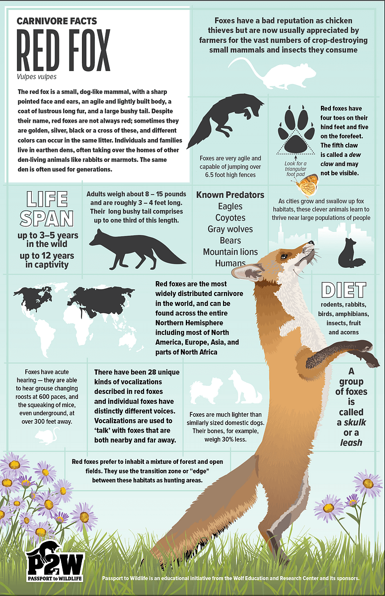 Red Fox Facts 11x17 Poster – Owl Brand Discovery Kits