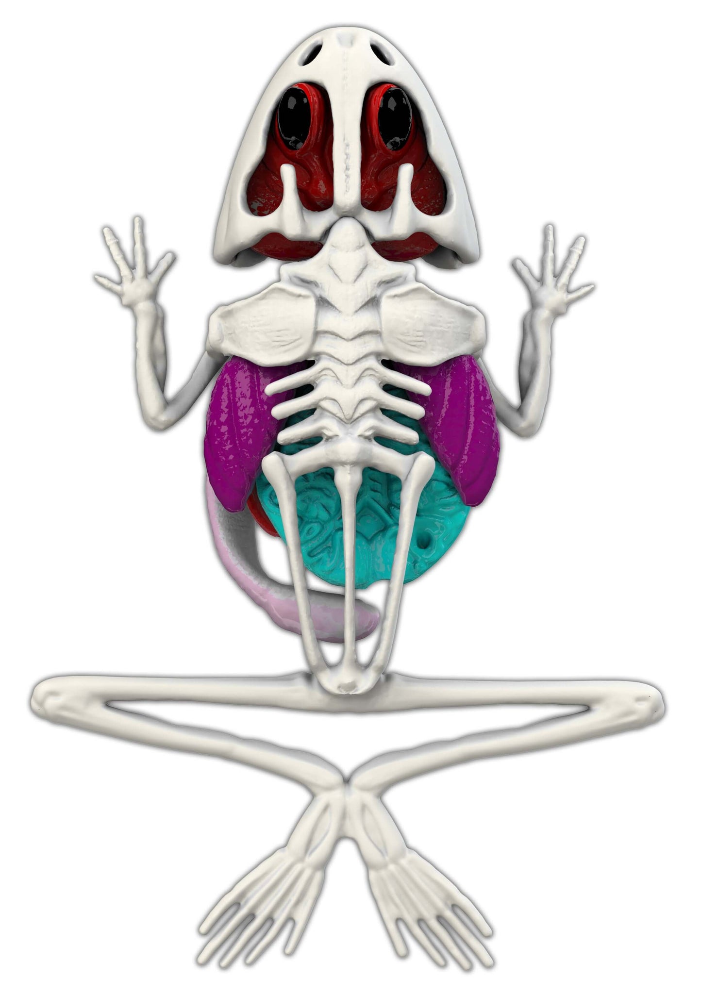 Dissect It Frog Lab – Owl Brand Discovery Kits