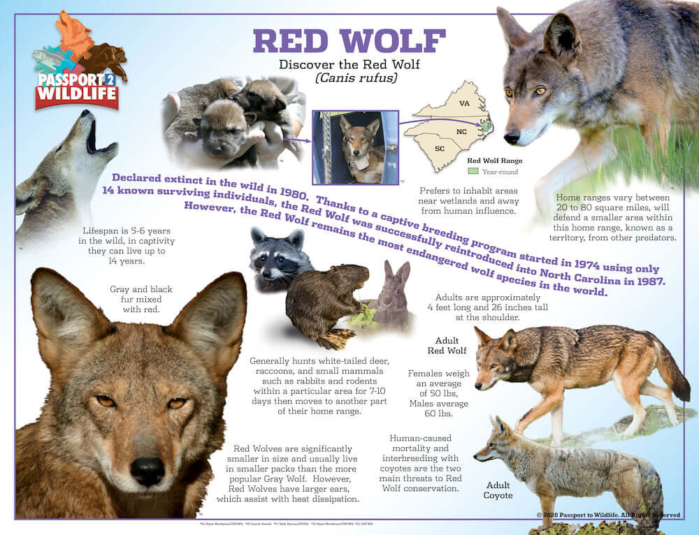 Red Wolf Animal